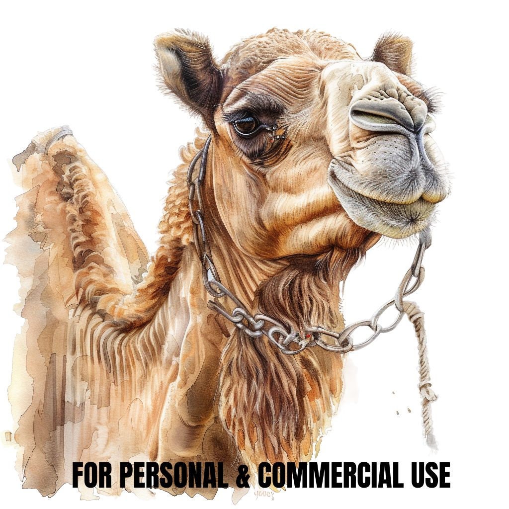 Camel Clipart Bundle | 31 Camel Clipart SVG PNG | Desert Clipart | Camel Clipart Set | Digital ...