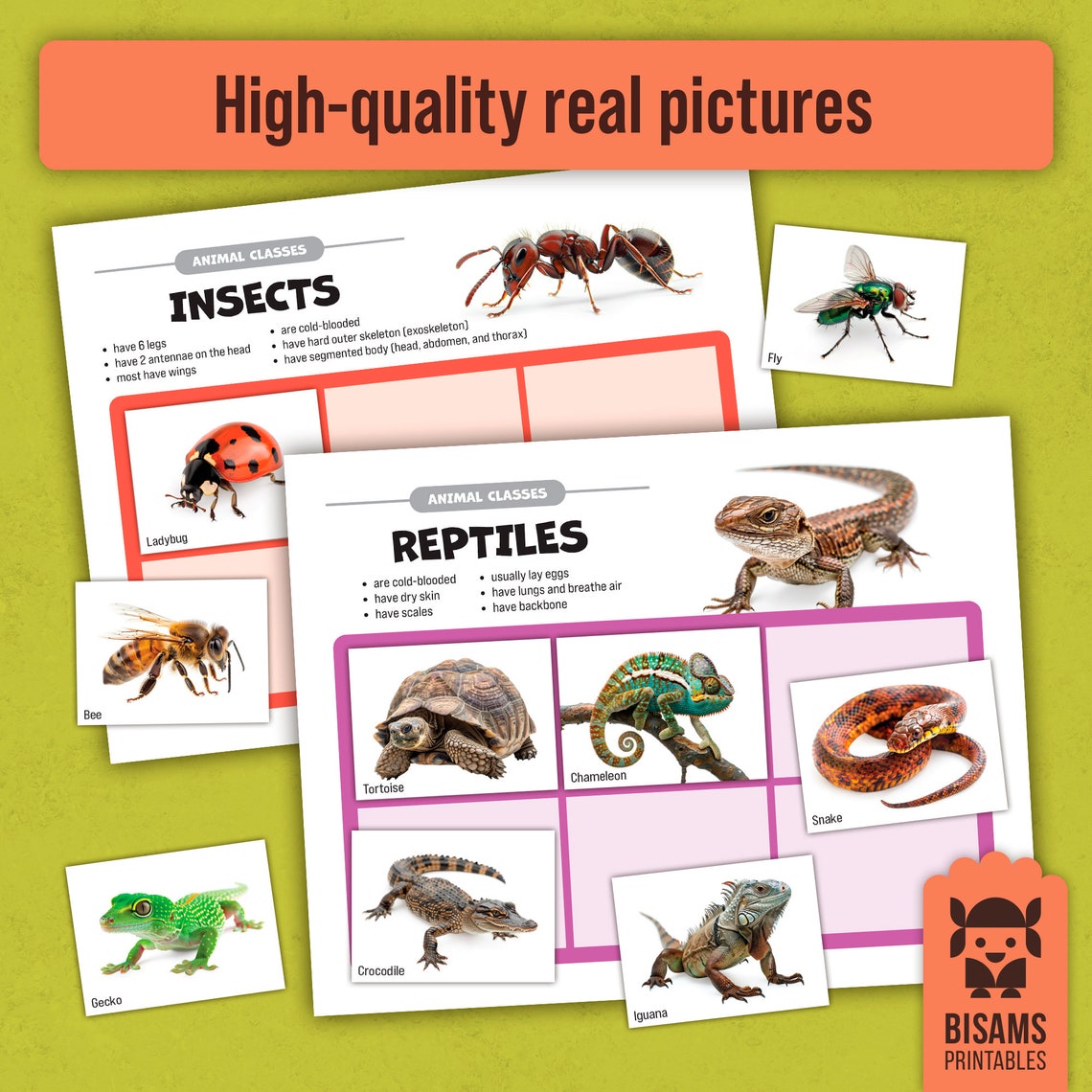 Animal Classification Sorting Activity Mats and Cards With Real Photos ...