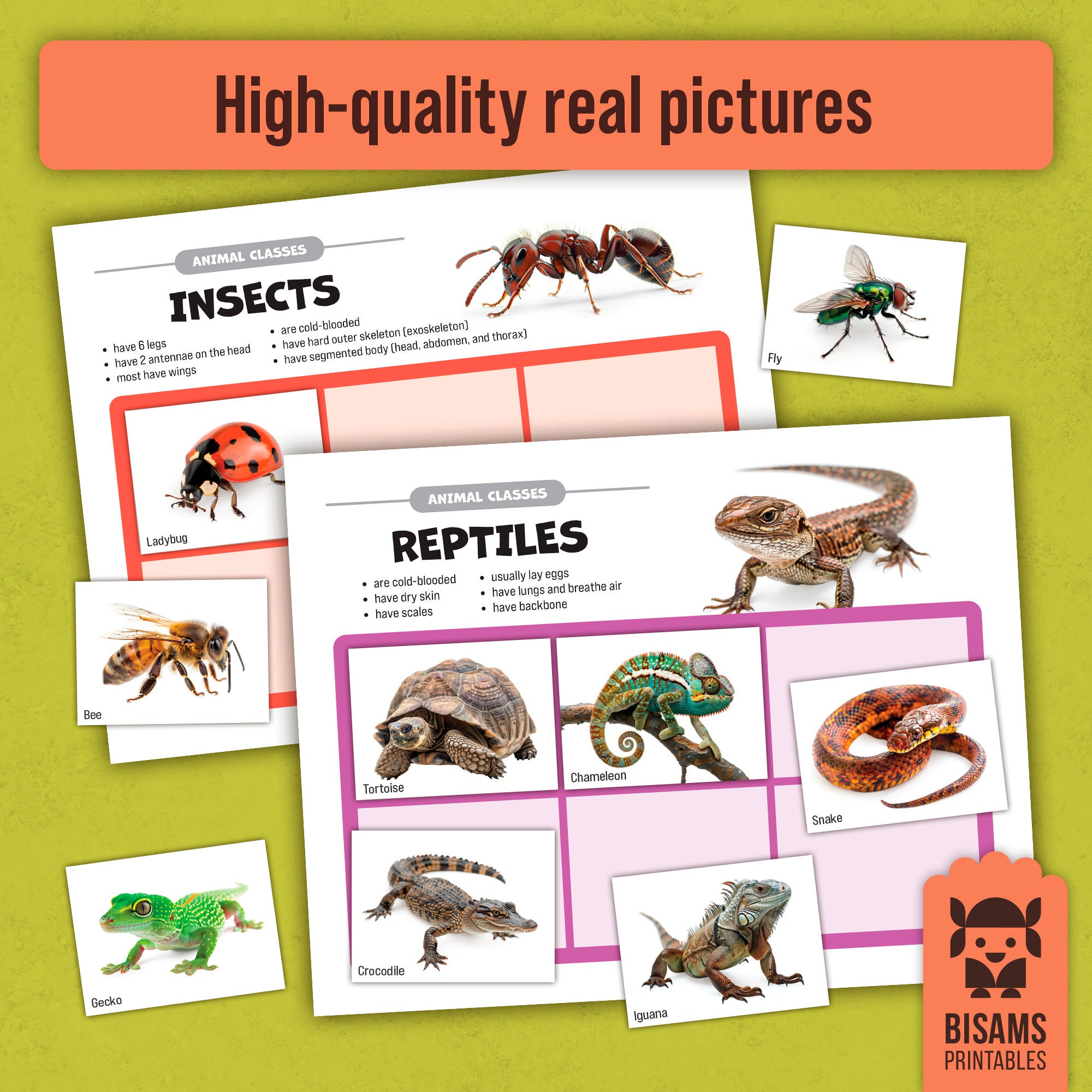 Animal Classification Sorting Activity Mats and Cards With Real Photos ...