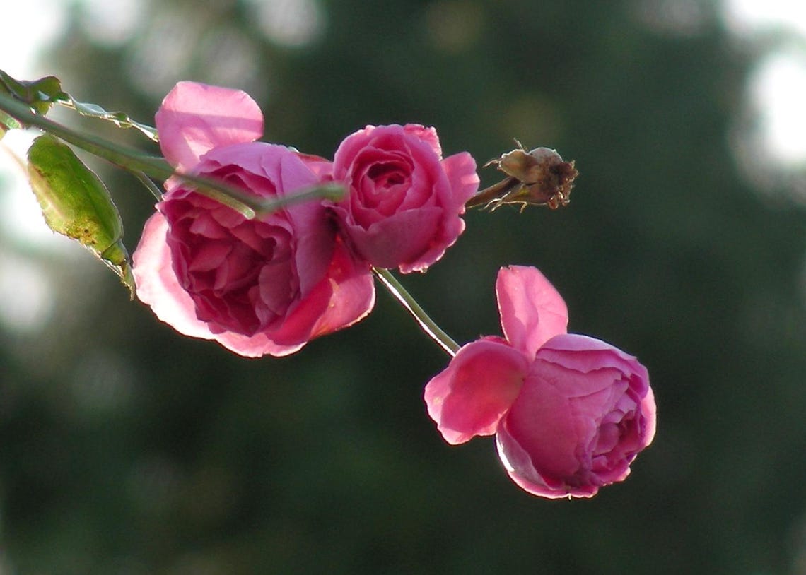 Rose Greeting Cards, Blank Inside, All Occasion, Individual or Set of 8 ...