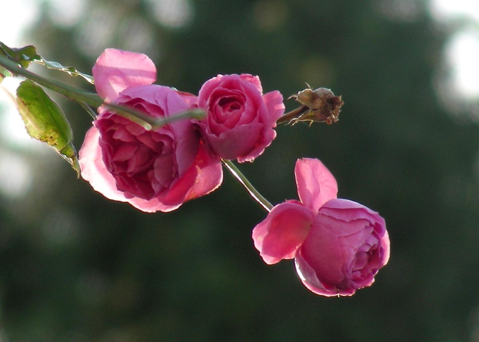 Rose Greeting Cards, Blank Inside, All Occasion, Individual or Set of 8 ...