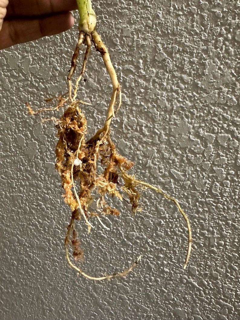 Monstera Obliqua Mayuna Variegated - Etsy