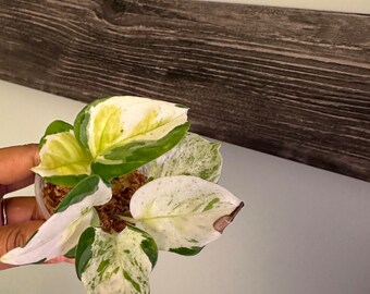 Epipremnum Aureum japanese Global Pothos Fully Rooted Extremely Rare ...