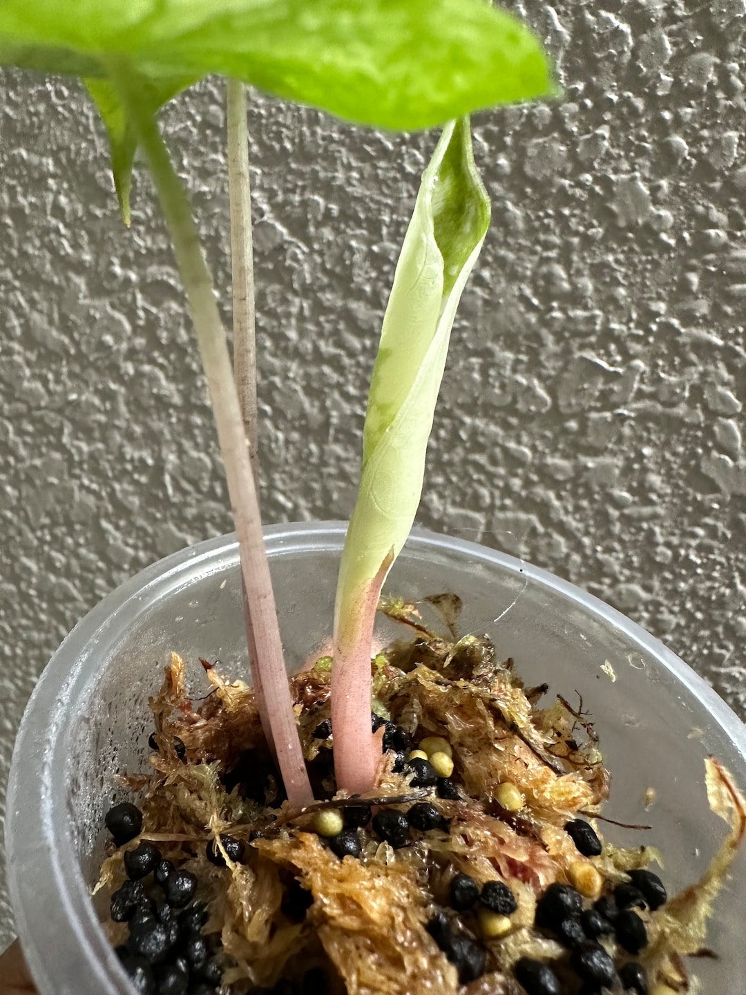 Variegated Alocasia Pink Dragon Albo Pinkrare - Etsy