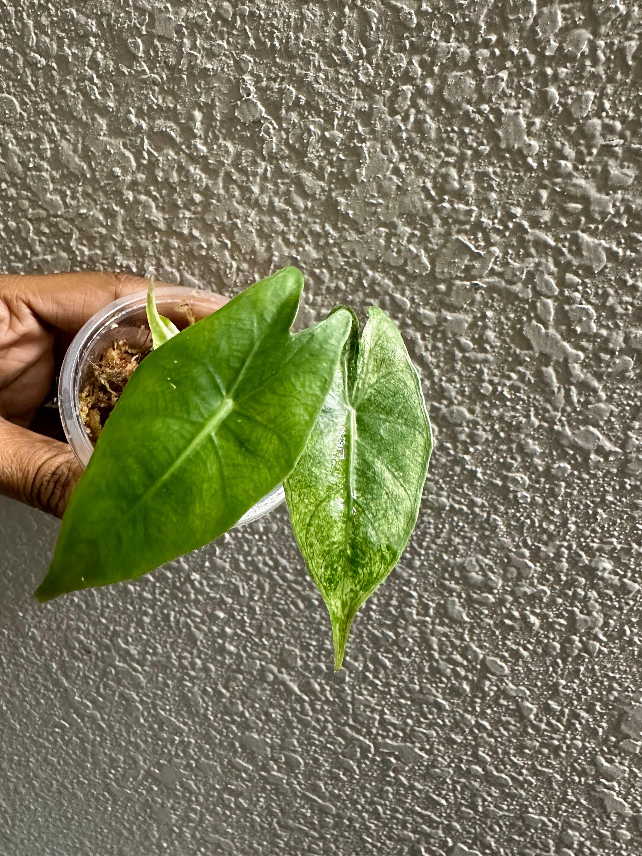 Variegated Alocasia Pink Dragon Albo Pinkrare - Etsy