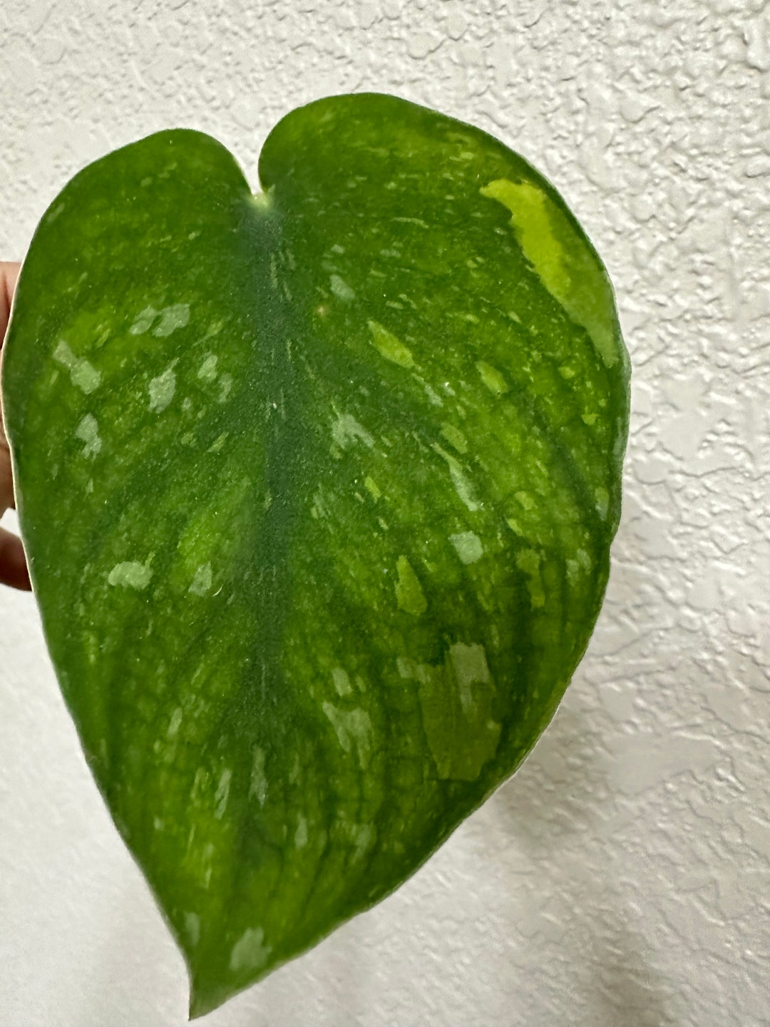 Scindapsus Baticon-very Rare - Etsy