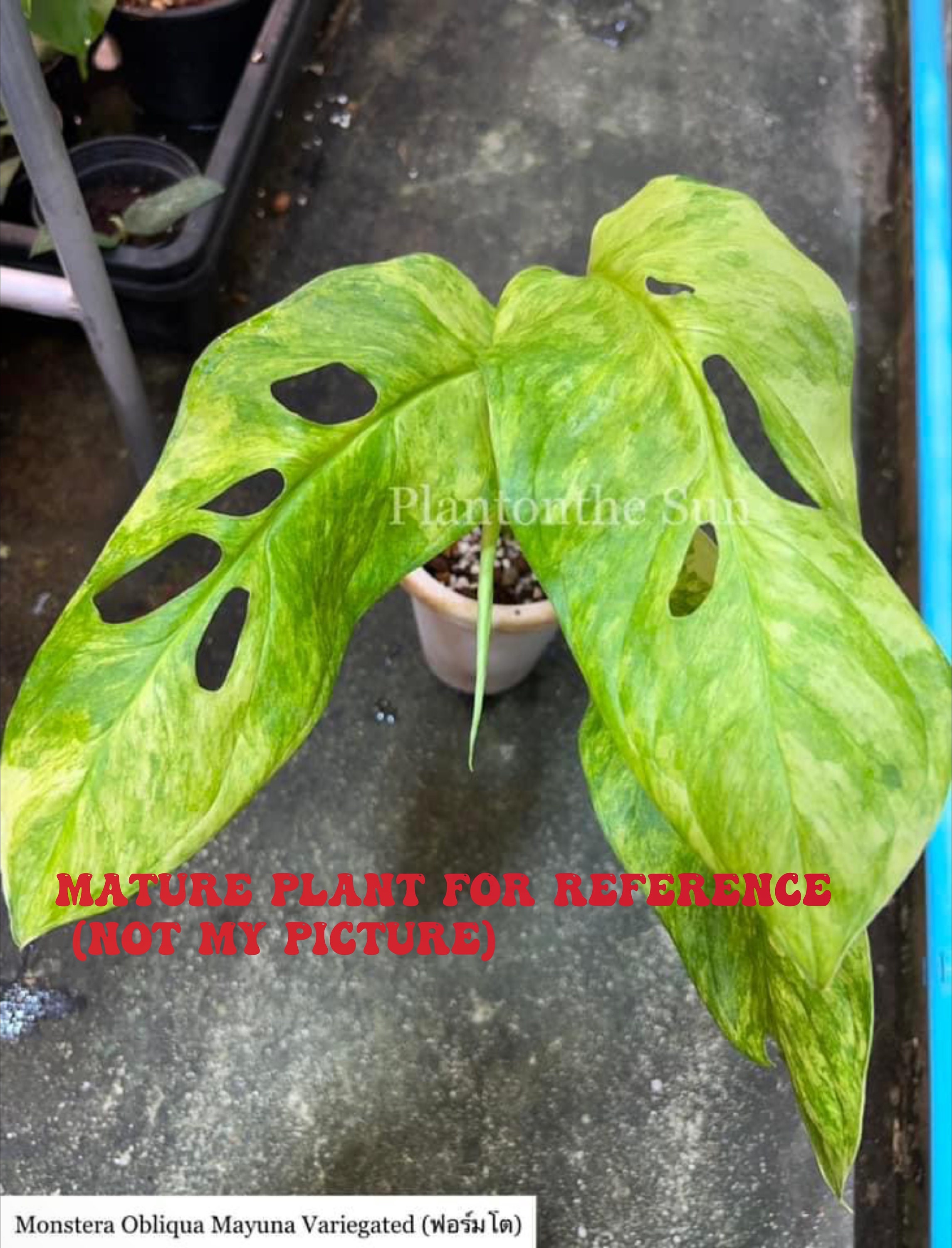 Monstera Obliqua Mayuna Variegated - Etsy