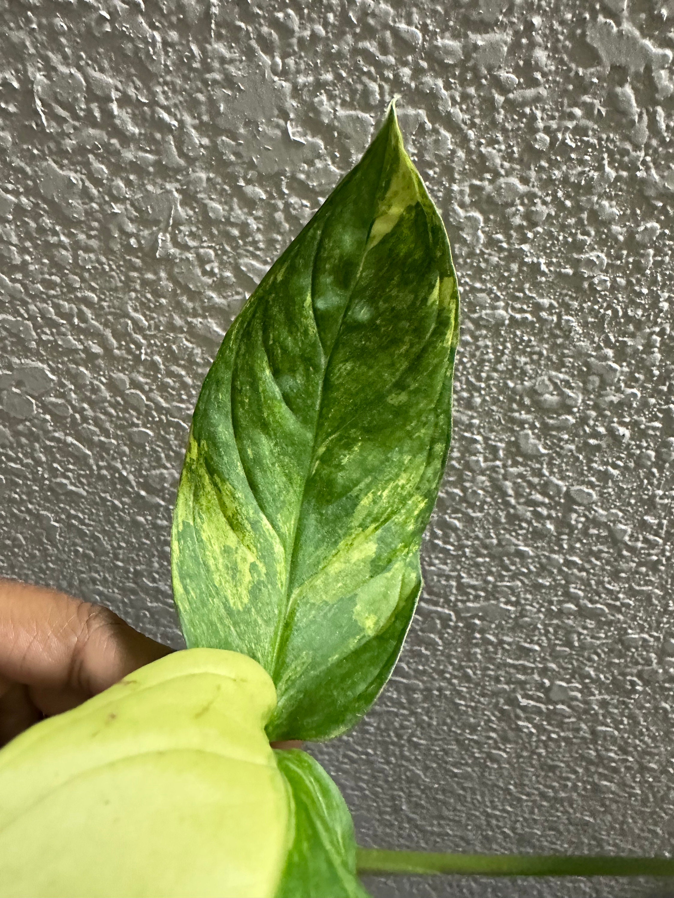 Monstera Obliqua Mayuna Variegated - Etsy