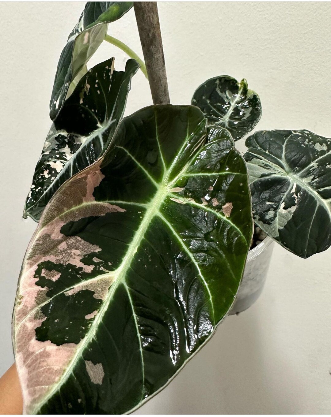 Alocasia Black Velvet Albo/pink Variegated CORM - Etsy