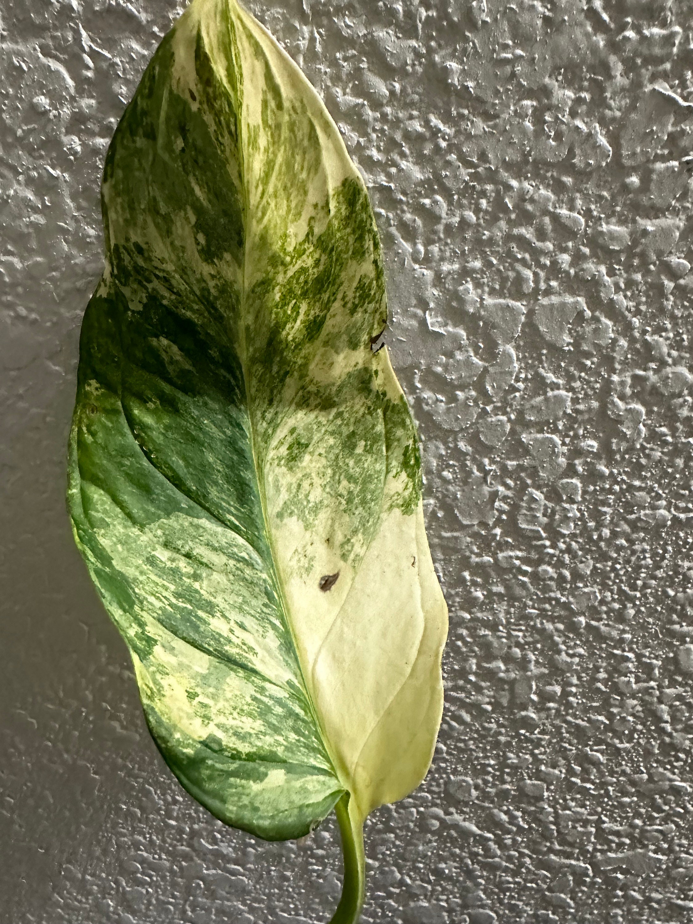 Monstera Obliqua Mayuna Variegated - Etsy