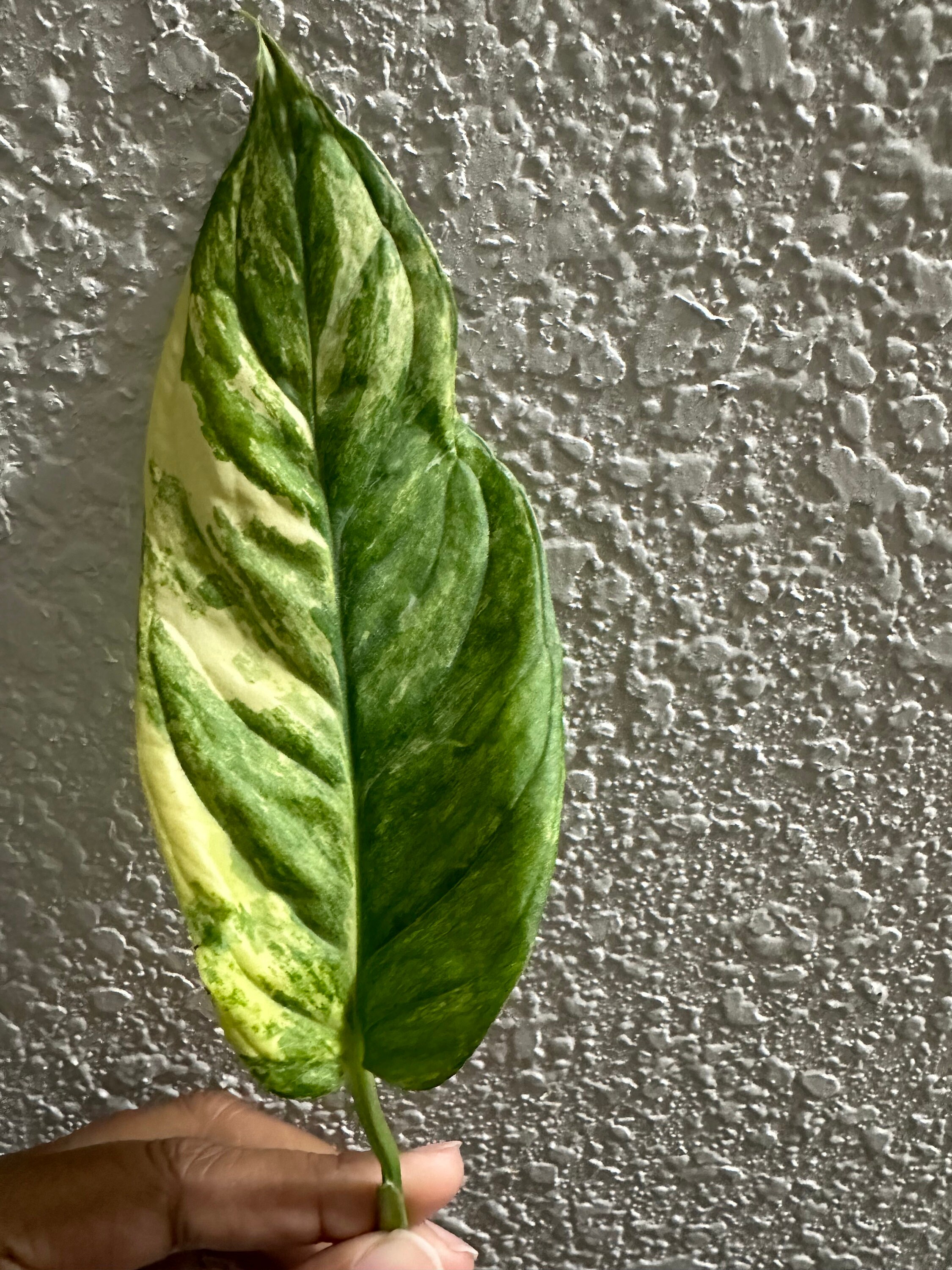 Monstera Obliqua Mayuna Variegated - Etsy