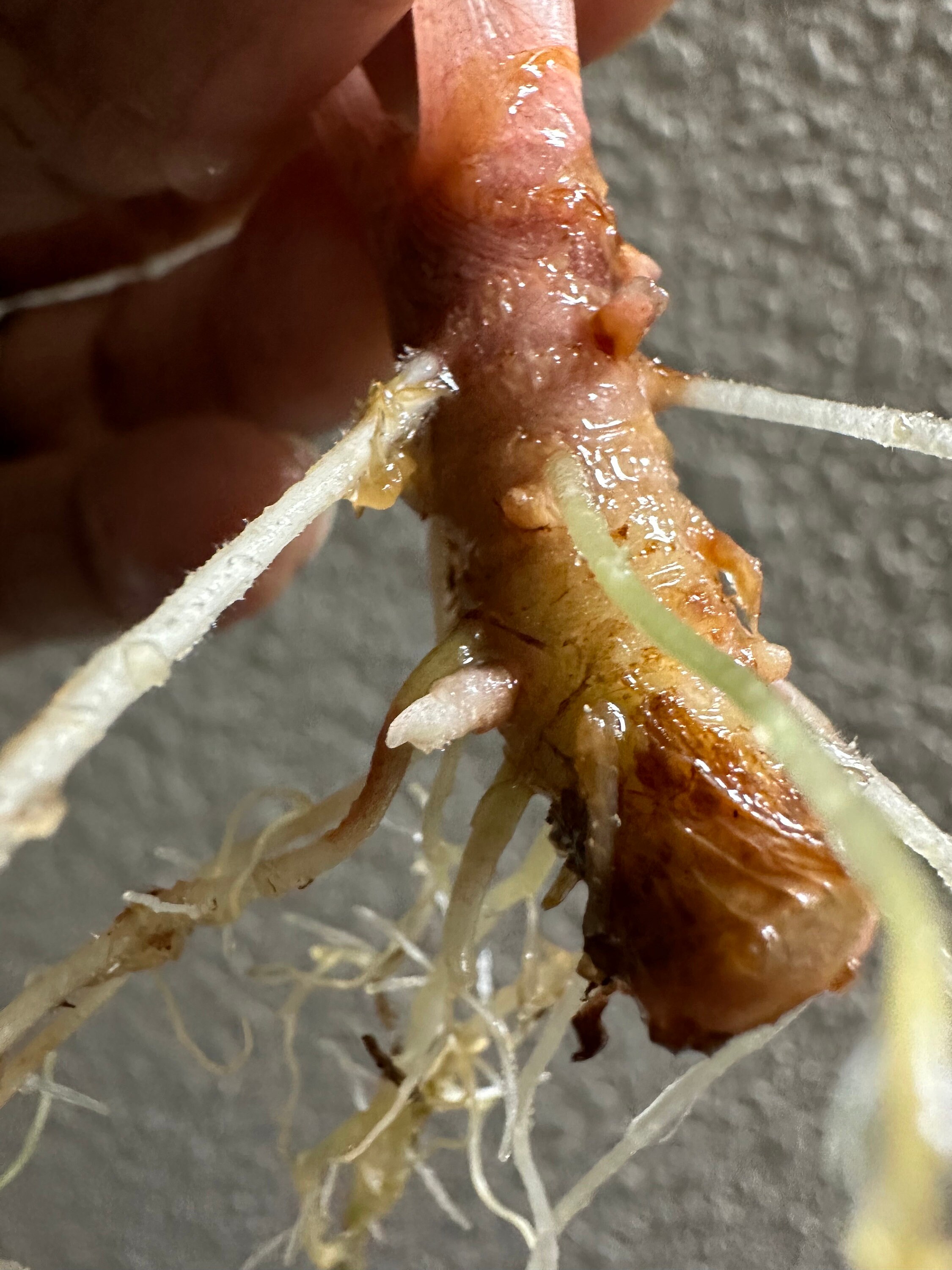 Variegated Alocasia Pink Dragon Albo Pinkrare - Etsy