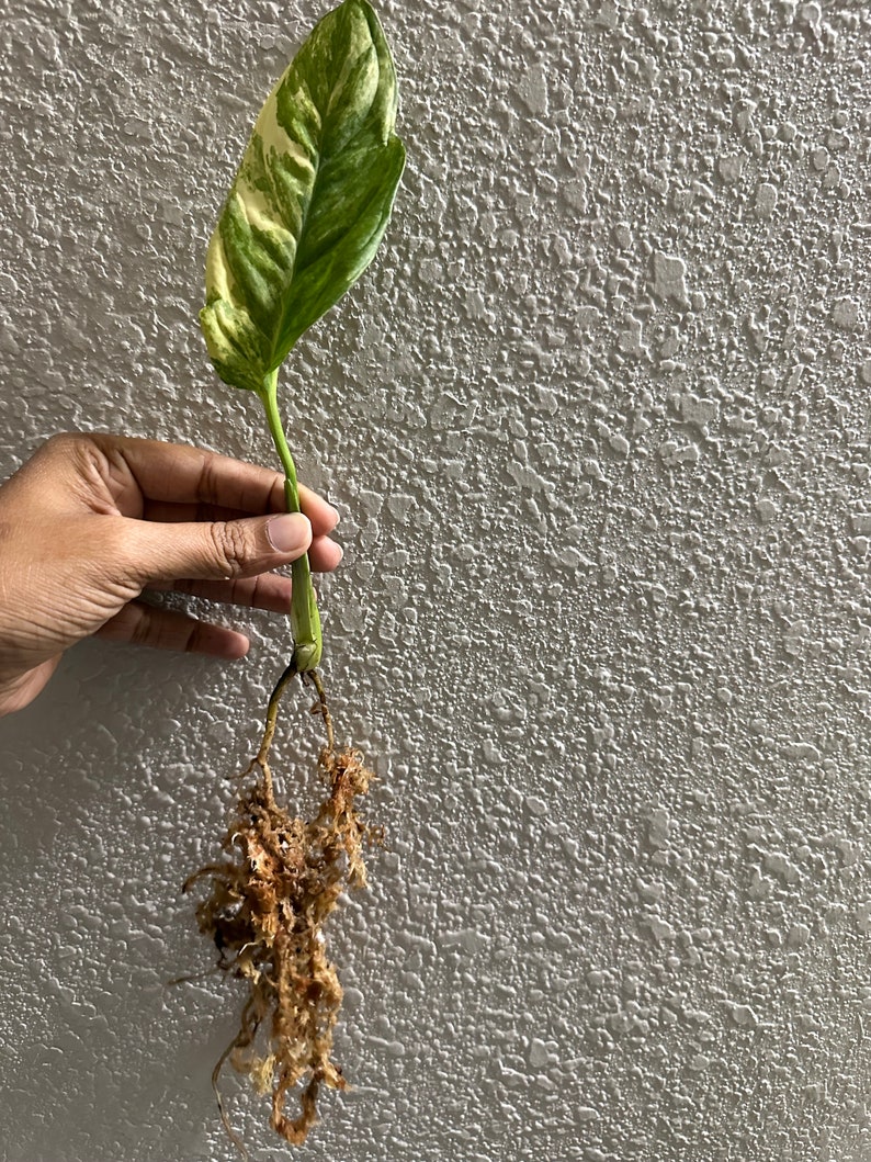 Monstera Obliqua Mayuna Variegated - Etsy