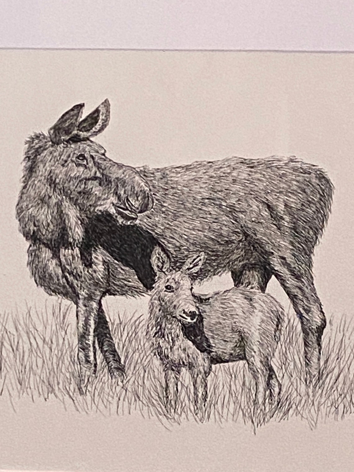 Maine Moose and Calf Pen and Ink Drawing Original or Print. - Etsy