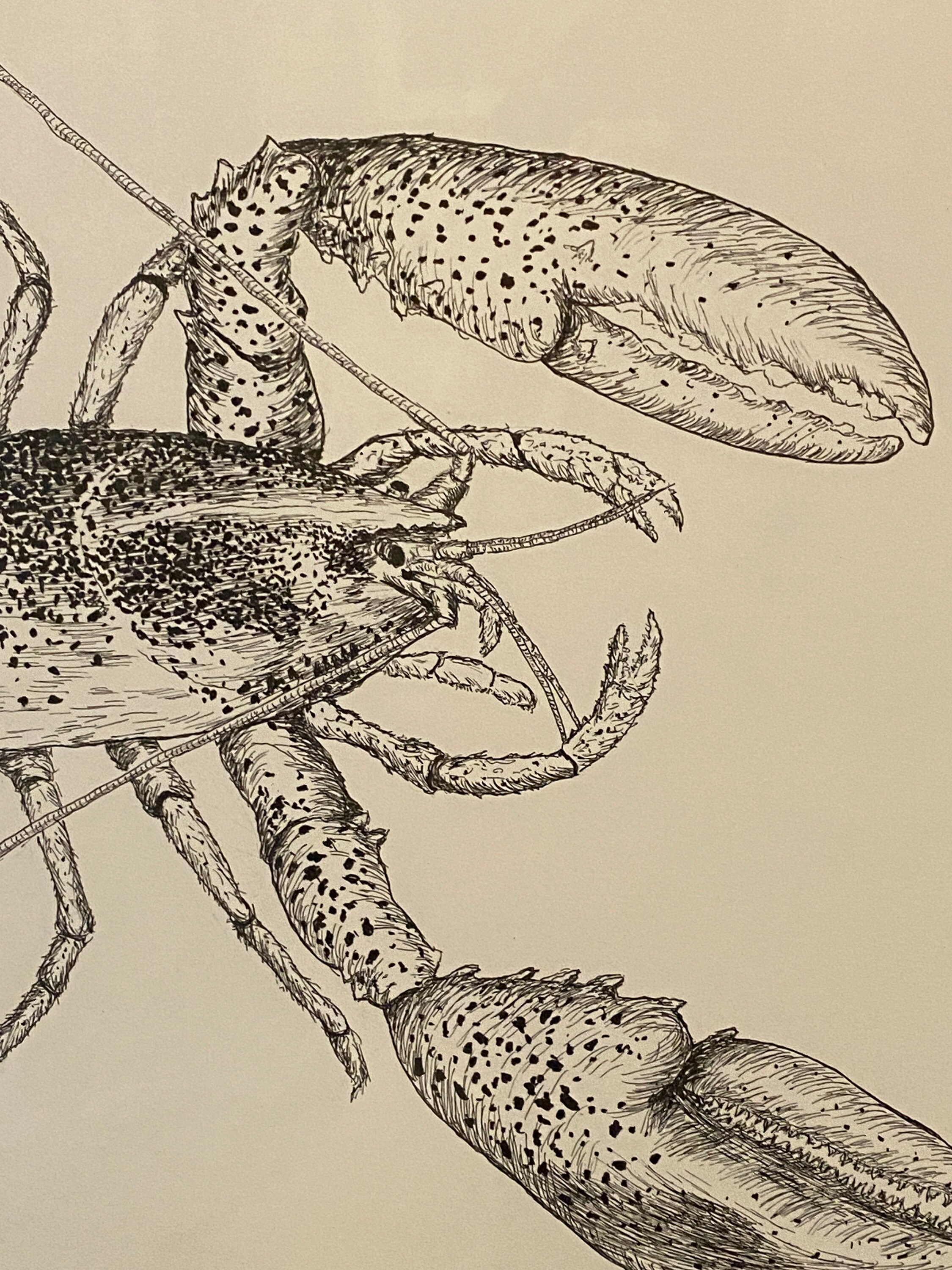 Maine Lobster Pen and Ink Drawing Original or Print. - Etsy
