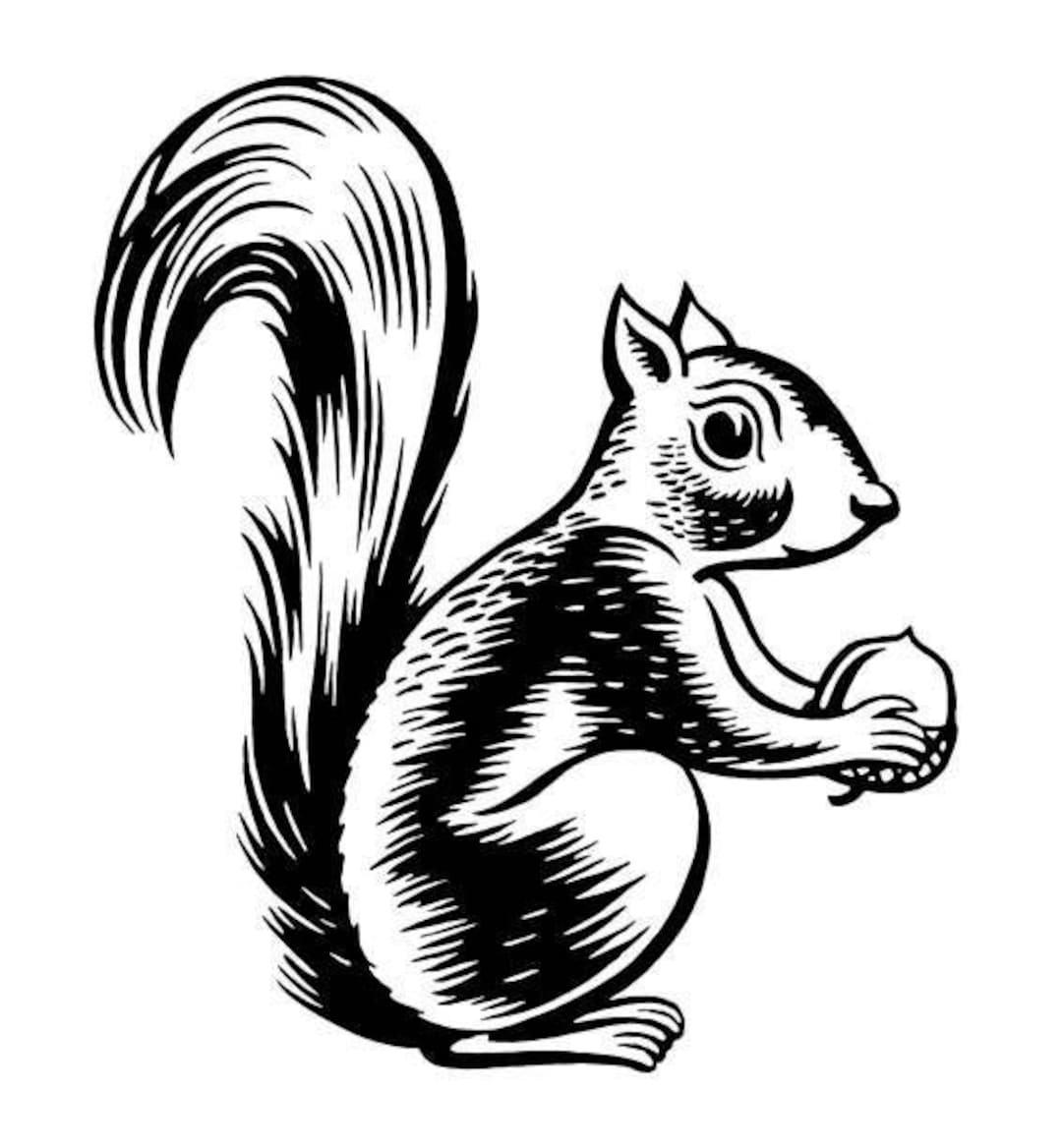Squirrel SVG PNG - Etsy