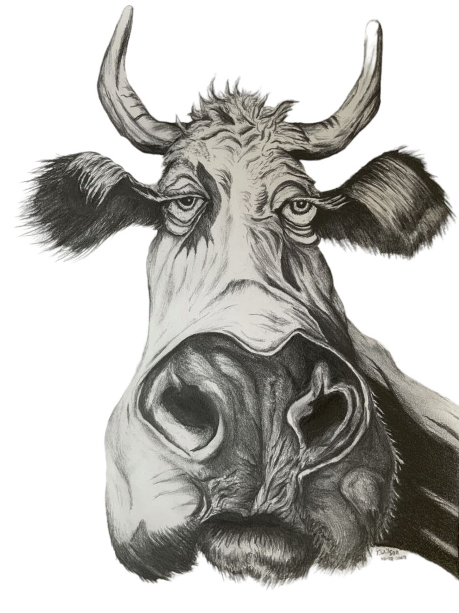 Cow SVG PNG - Etsy