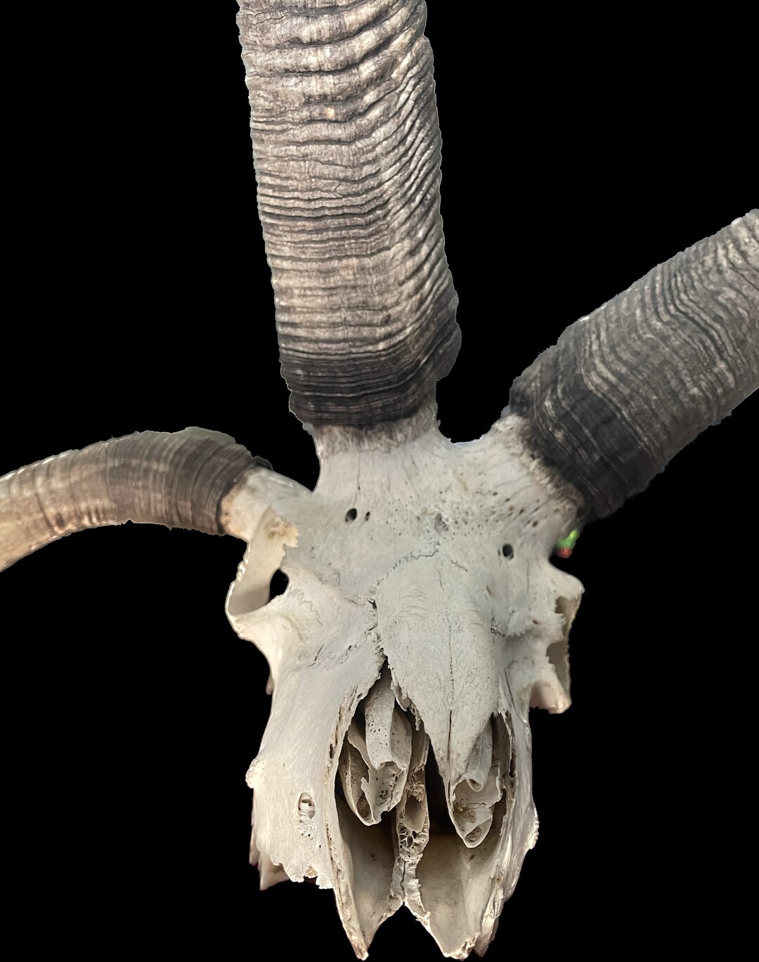 3 Horned Sheep Skull With Horns Intact - Etsy