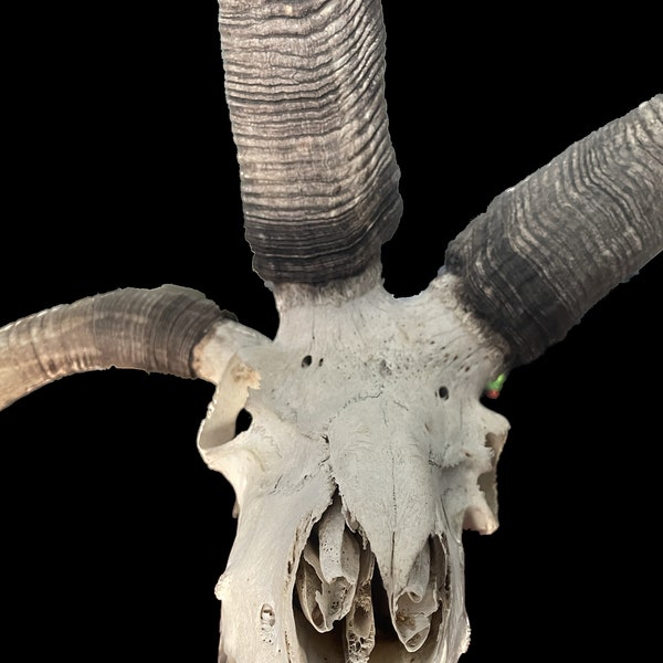 Sheep Skull With Horns - Etsy