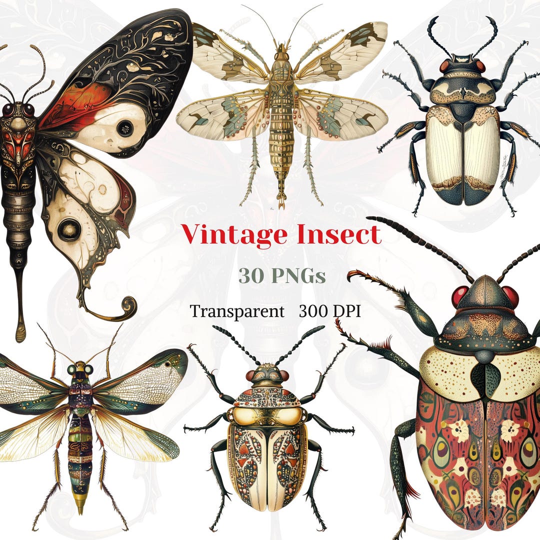 Vintage Insect Clip Art Transparent Insect Wing Fantasy Graphic Rustic ...