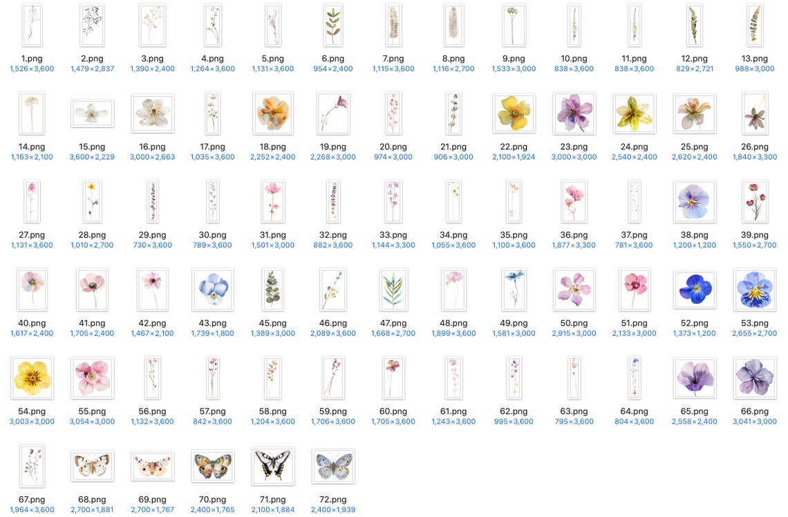 Pressed Flower DIY Elements Clipart Transparent Watercolor PNG Wild ...