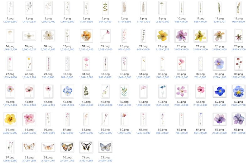 Pressed Flower DIY Elements Clipart Transparent Watercolor PNG Wild ...