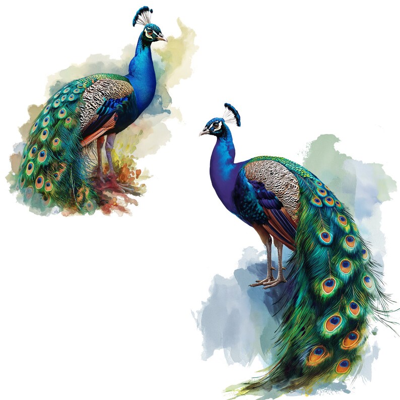 Peacock Clip Art, Watercolor Bird PNG, Green Blue Peacock Graphic ...