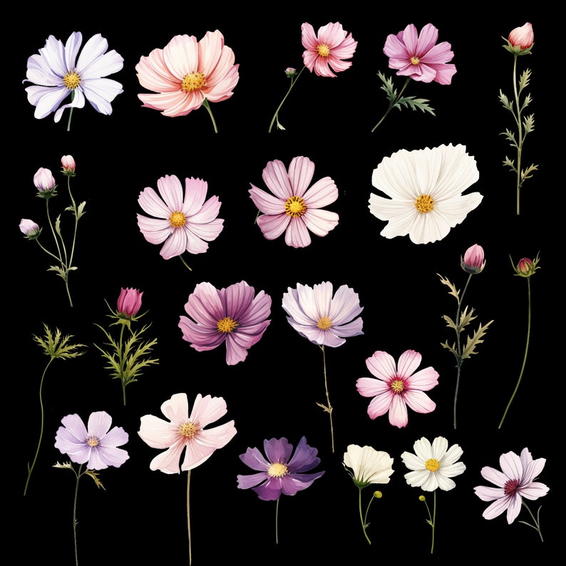 Cosmo Flower DIY Element Clipart Transparent PNG 300DPI Image ...