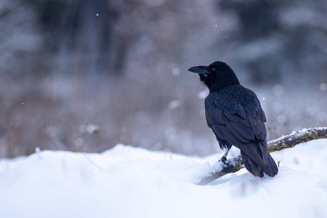 Wallpaper Raven in the Cold Winter - Etsy