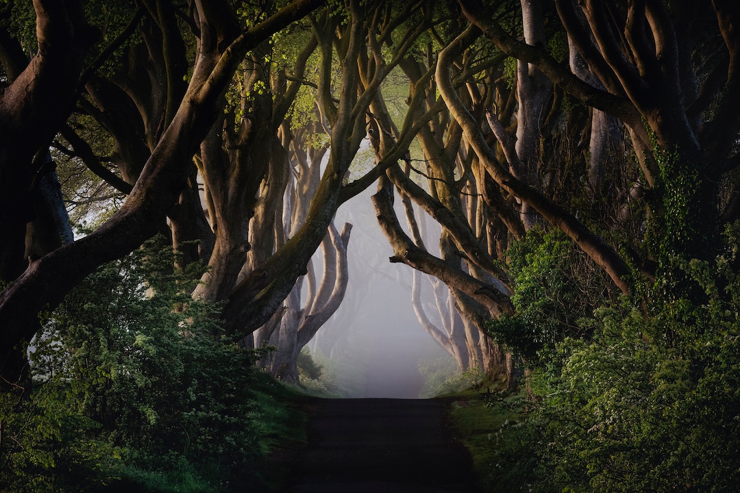 The Dark Hedge's Prints, Avenue of Trees, Famous Trees Northern Ireland ...