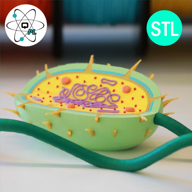 3D Printed Bacterial Cell Model Educational Science Decor STEM Fun ...