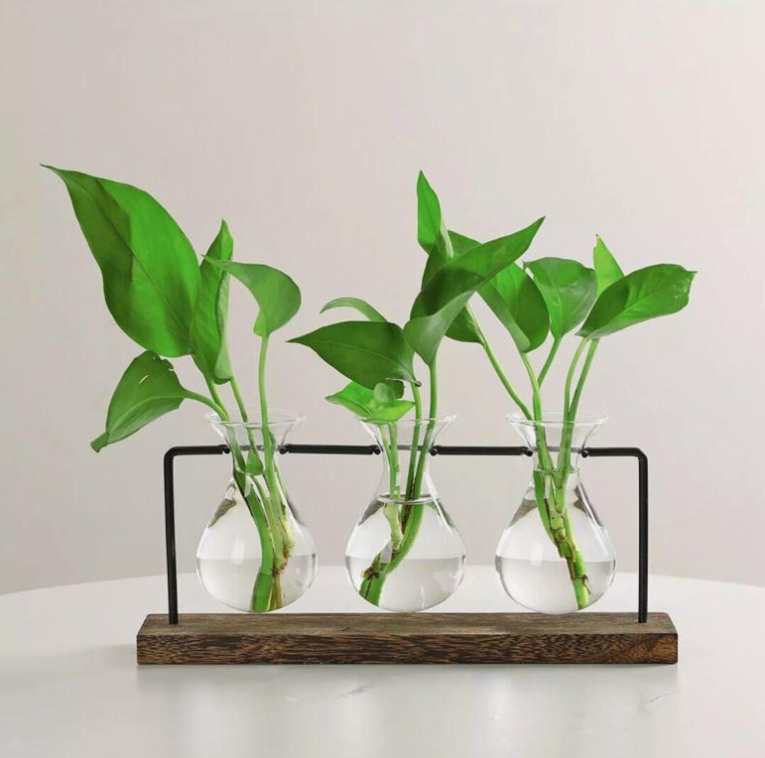 Hydroponic Vases Propagation Air Planter Glass Vase Transparent ...