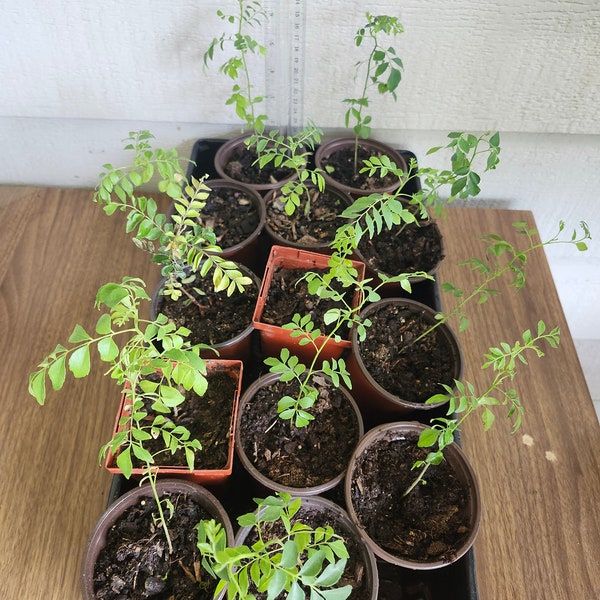 Curry Leaf Plant - Etsy