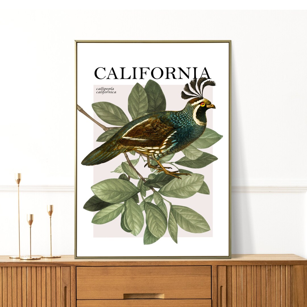 California Quail State Bird Digital Art Print - Etsy