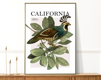 California State Bird Print Quail Print at Home Wall Art PRINTABLE Wall ...
