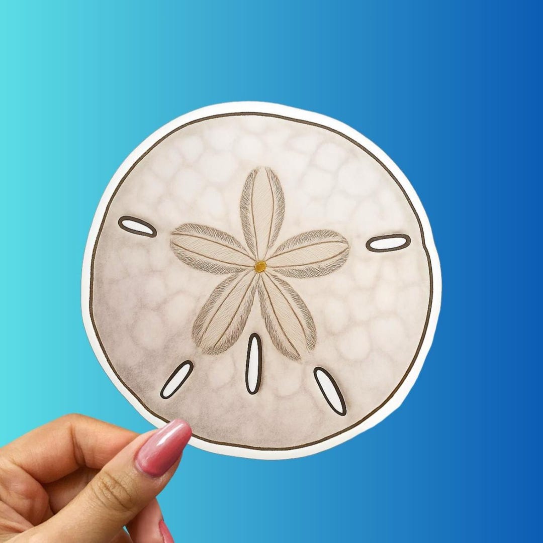Realistic Sand Dollar Sticker: Coastal Ocean Beach Decal - Etsy