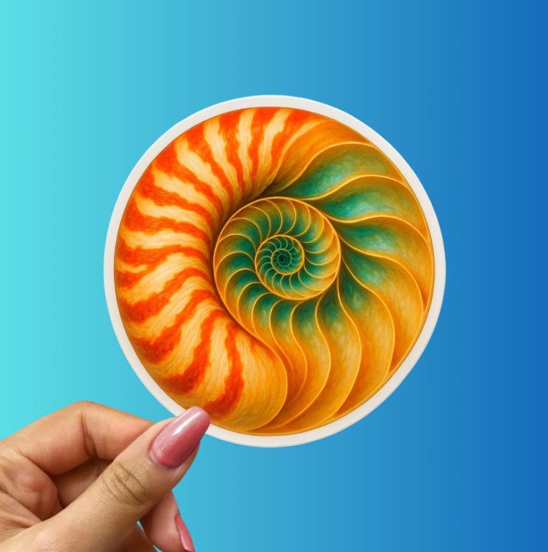 Nautilus Shell Sticker: Half Cross-section Ocean Nature Vinyl Decal - Etsy