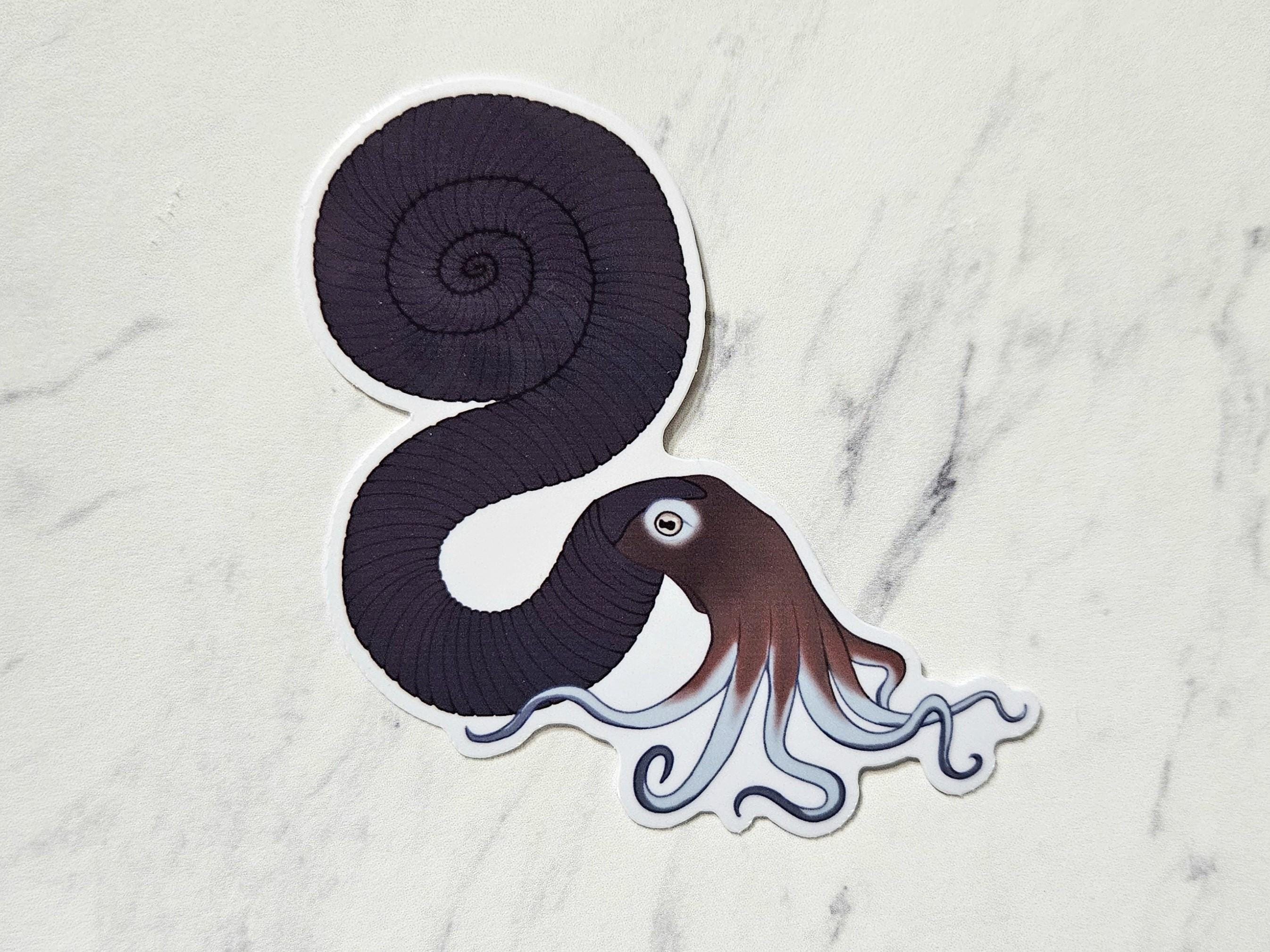Ammonites Vinyl Sticker Set - Paleontology Sticker Pack - Heteromorph ...