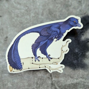 Microraptor Vinyl Sticker Paleontology Sticker 2 Different Variants Black & Leucistic Raven - Etsy