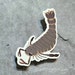 Spinosaurus Vinyl Sticker Paleontology Sticker - Etsy