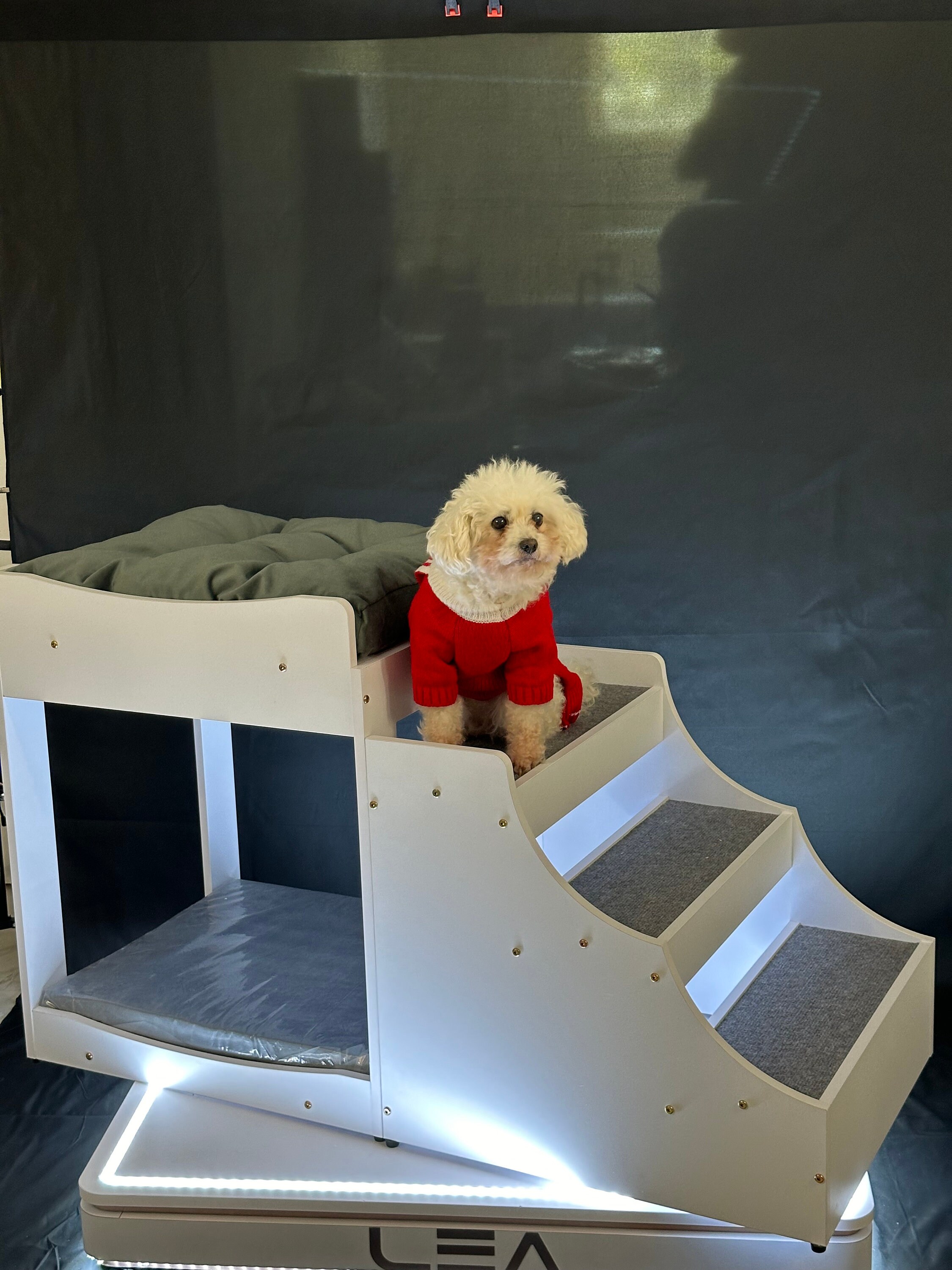 Lea Comforting Bunk Bed Beige Modern Dog/cat House, Wooden Pet House ...