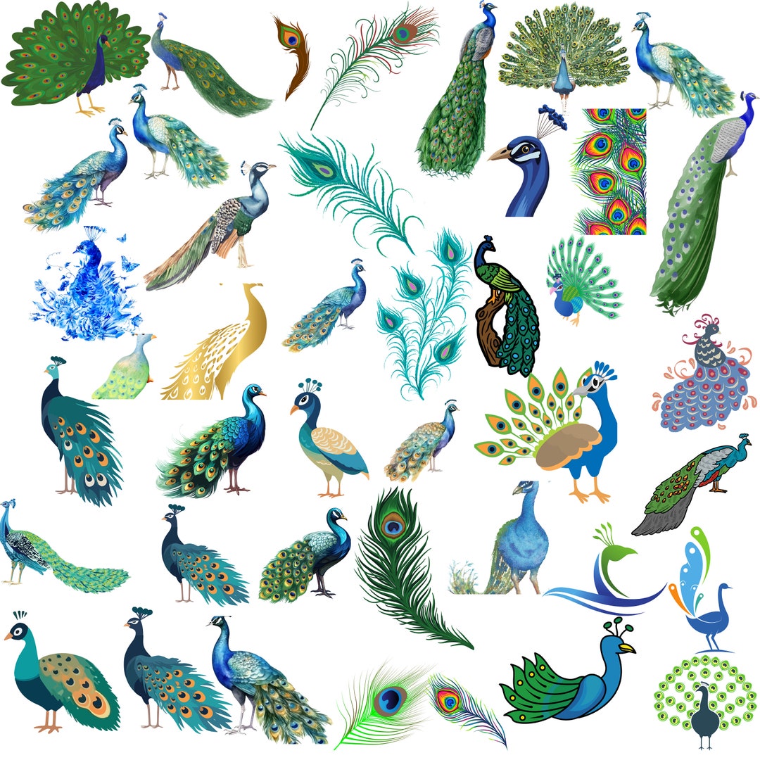 Peacock Svg Bundle Peacock Dxf Peacock Png Peacock Eps Peacock