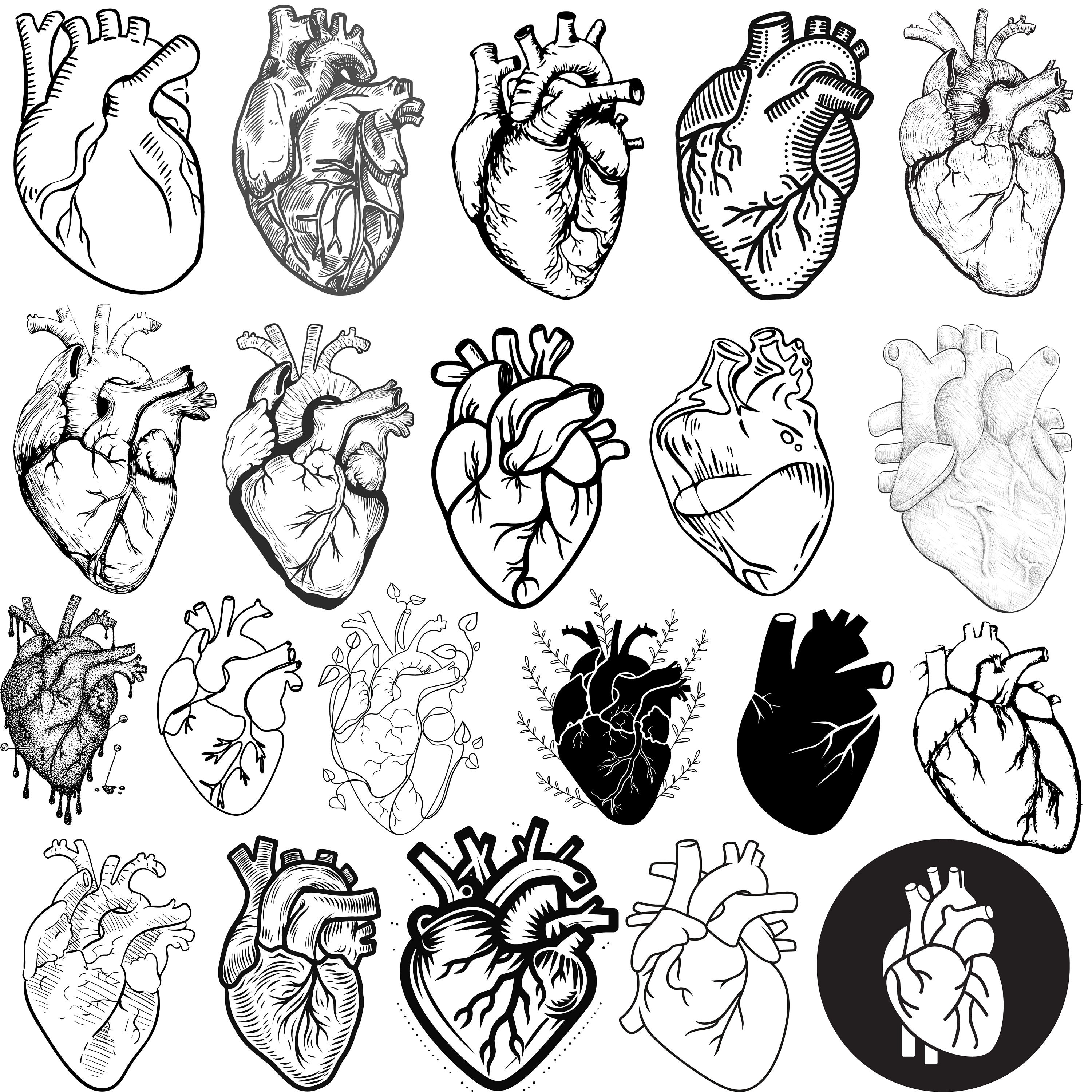 Anatomical Heart Svg Bundle, Real Human Heart Designs, Heart SVG, Heart ...