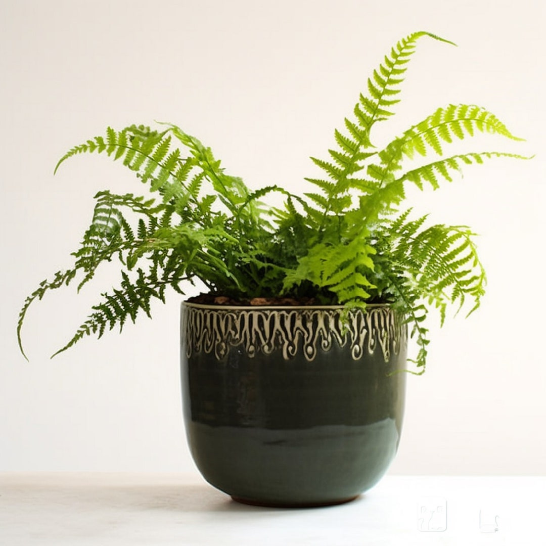 Plant Pot for Boston Fern Plant Ceramic Planter - Etsy
