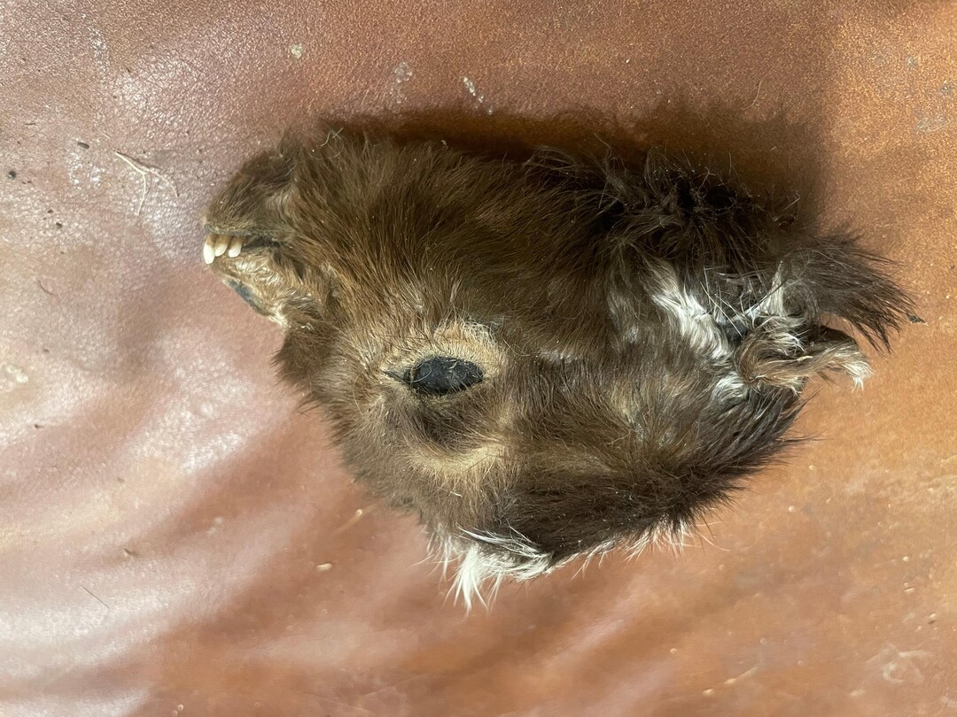 Mummified Lamancha Goat Head - Etsy