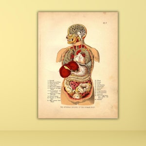 Internal Organs of the Human Body Poster Print Art Canvas,organs Poster ...