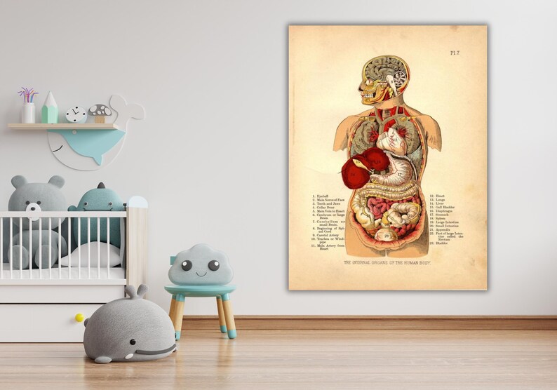 Internal Organs of the Human Body Poster Print Art Canvas,organs Poster ...