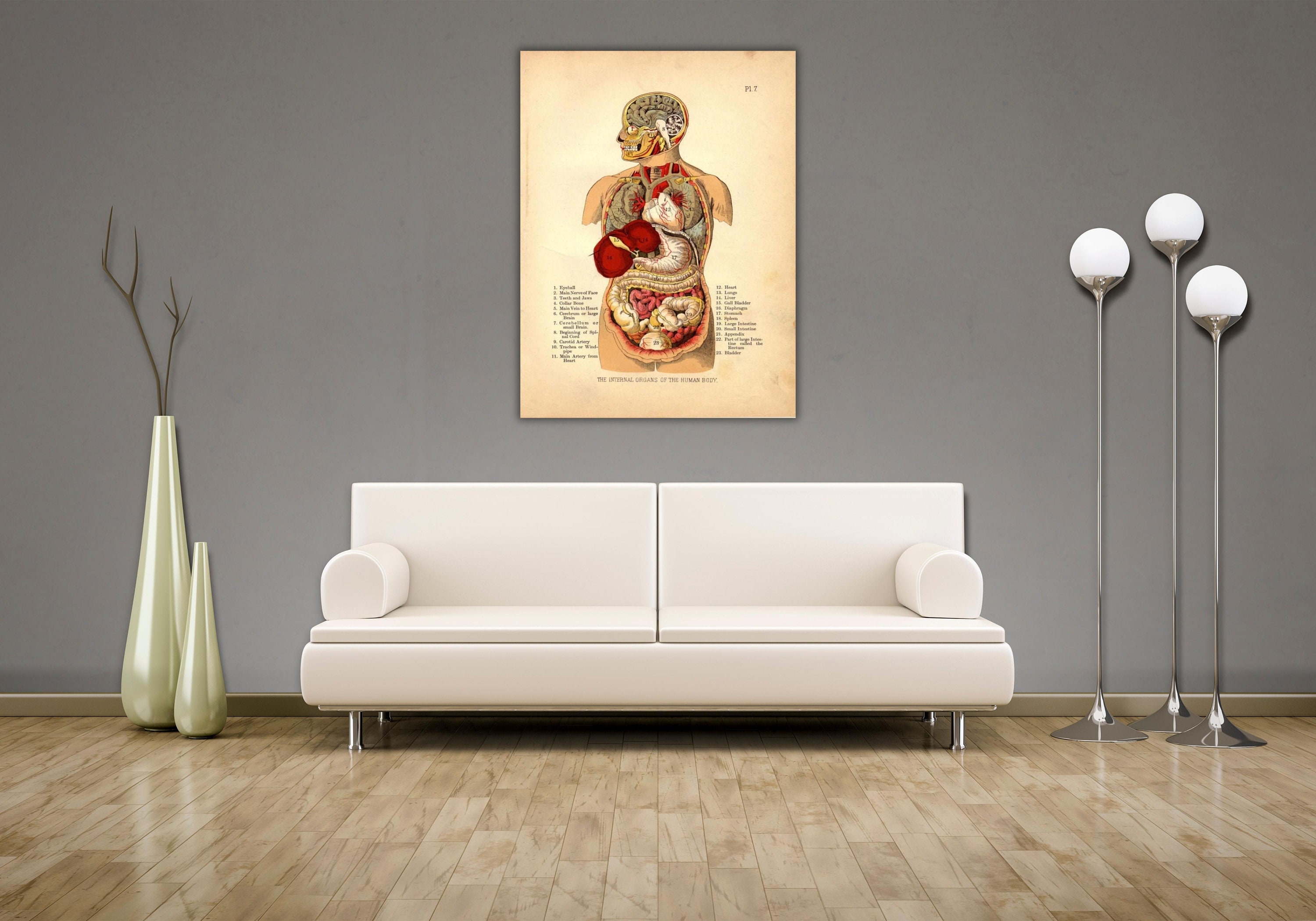 Internal Organs of the Human Body Poster Print Art Canvas,organs Poster ...