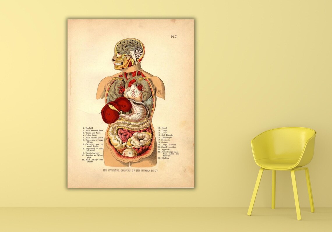 Internal Organs of the Human Body Poster Print Art Canvas,organs Poster ...