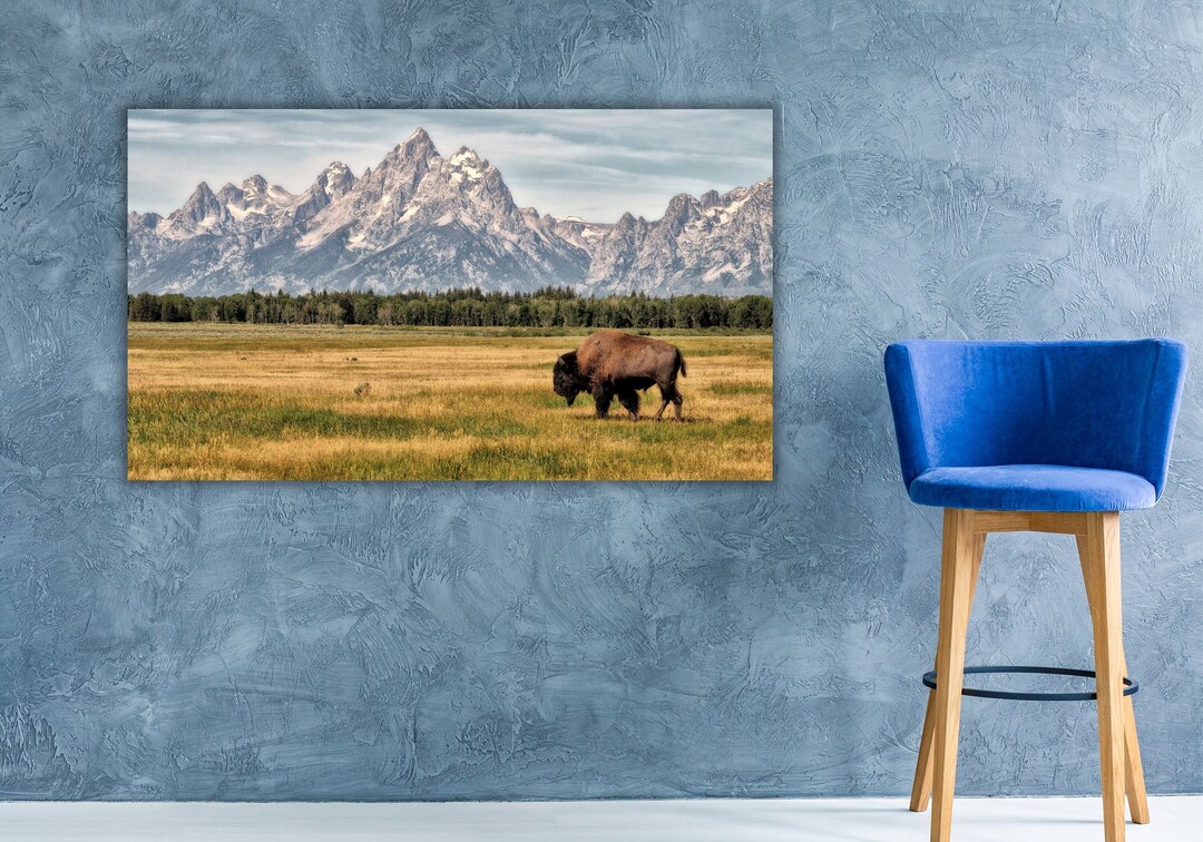 Scottish Highland Cattle Wall Art,buffalo in the Valley Field Poster ...
